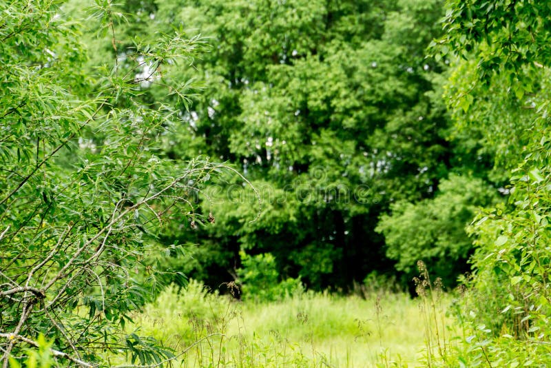 Green Summer Trees stock image. Image of sunlight, natural - 76454291