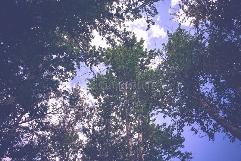 Green Summer Trees stock photo. Image of summer, tree - 78854600