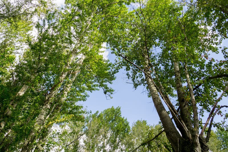 Green Summer Trees stock photo. Image of grow, wild, tree - 78854724