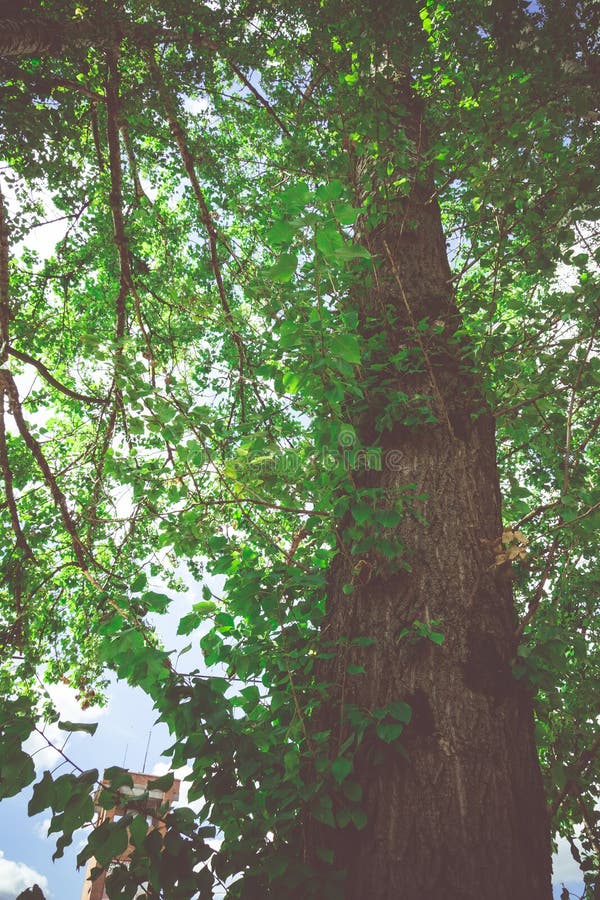 Green Summer Trees stock image. Image of wallpaper, tree - 78854797