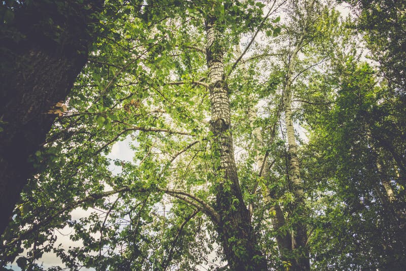 Green Summer Trees stock image. Image of forest, outdoor - 78855837