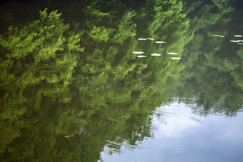 Green Summer Trees Reflected in the Water Stock Image - Image of ...