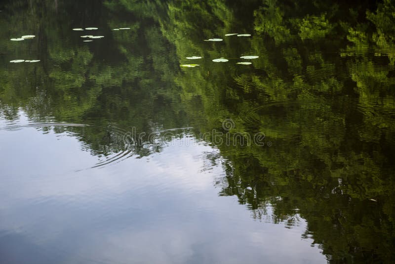 Green Summer Trees Reflected in the Water Stock Image - Image of bank ...
