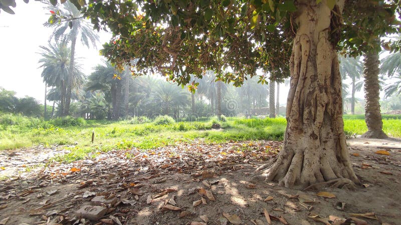 Green Sun set stock image. Image of green, trees, lefe - 244157255