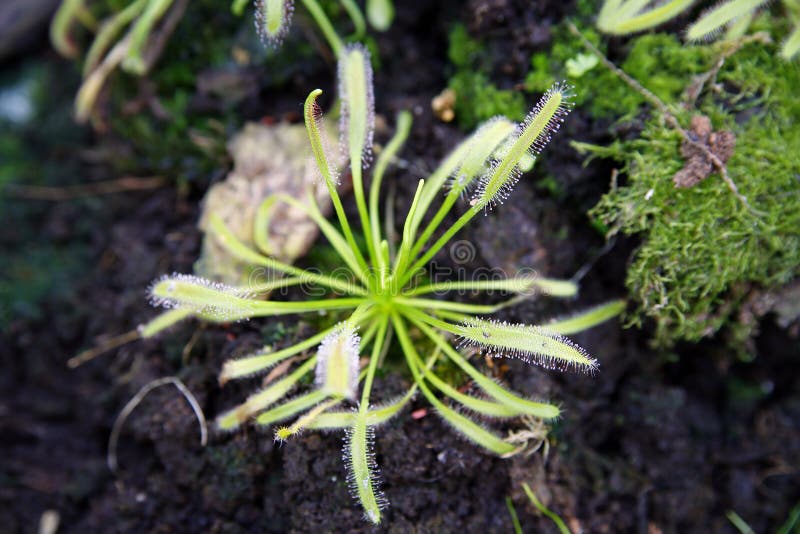 Green sundew stock image. Image of vegetation, green, leaves - 2230123