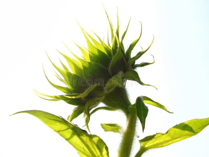 Green sunflower stock image. Image of flora, sunflower - 11419683
