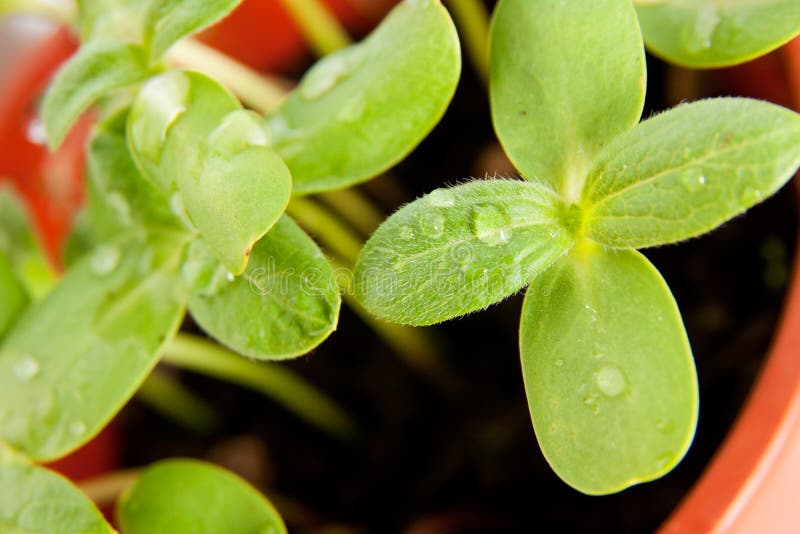 Green Sunflower Growing Sprouts Stock Photo - Image of grow, closeup ...