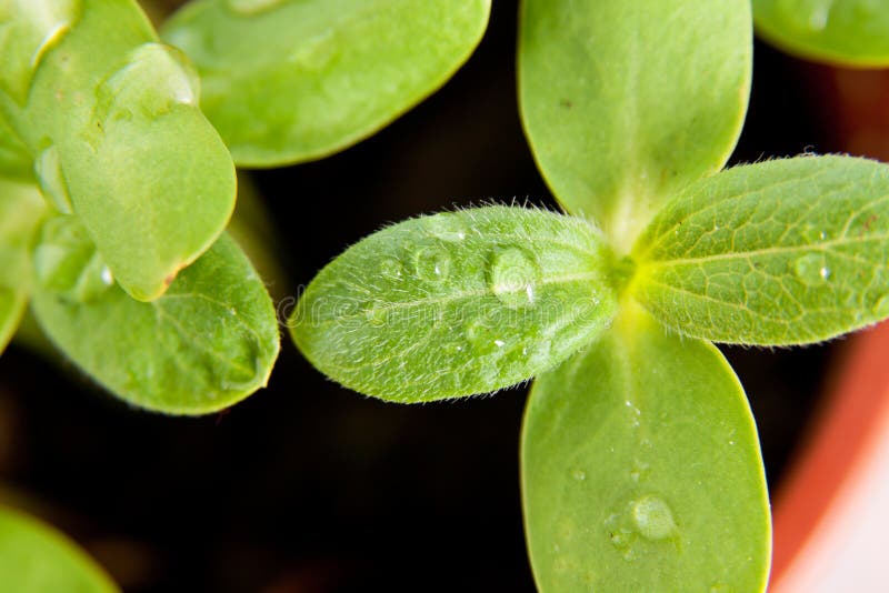 Green Sunflower Growing Sprouts Stock Image - Image of flora, nature ...