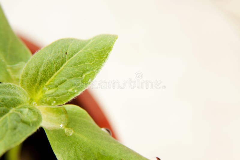 Green Sunflower Growing Sprouts Stock Image - Image of growing, growth ...