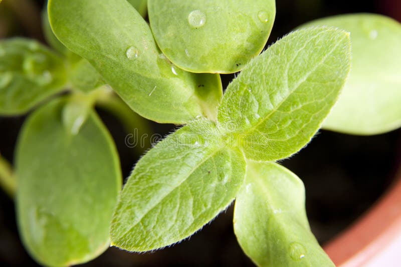 Green Sunflower Growing Sprouts Stock Photo - Image of spring, life ...