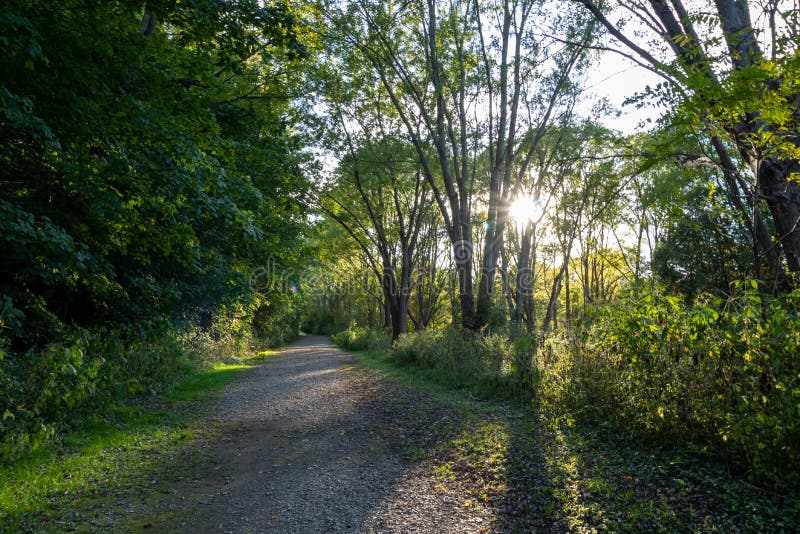 A Green, Sunlit Path at Sunset in Summer. Forest, Trees. Stock Photo ...