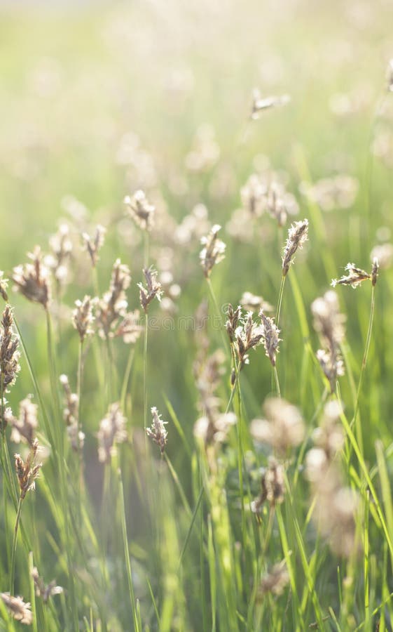 Green sunny grass stock photo. Image of sprout, detail - 42117014
