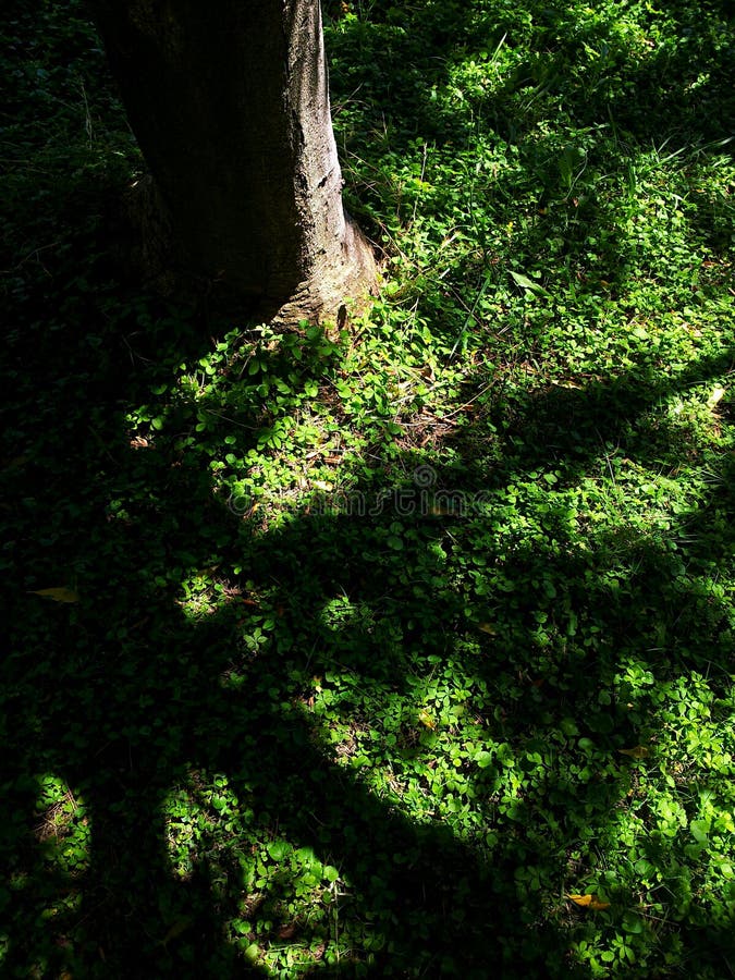 Green sunny meadow stock image. Image of green, foliage - 42826871
