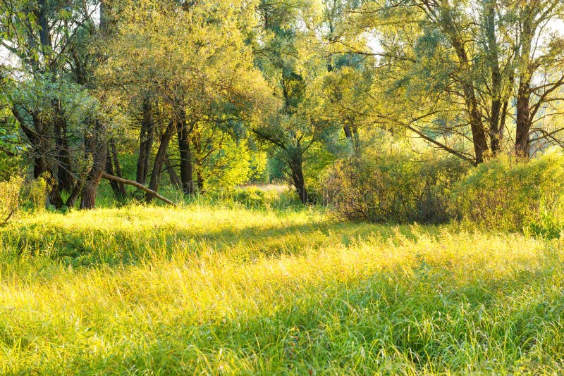 Green sunny park stock image. Image of purity, lush, nature - 83381965