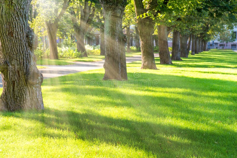 Green Sunny Park with Trees Stock Photo - Image of green, landscape ...
