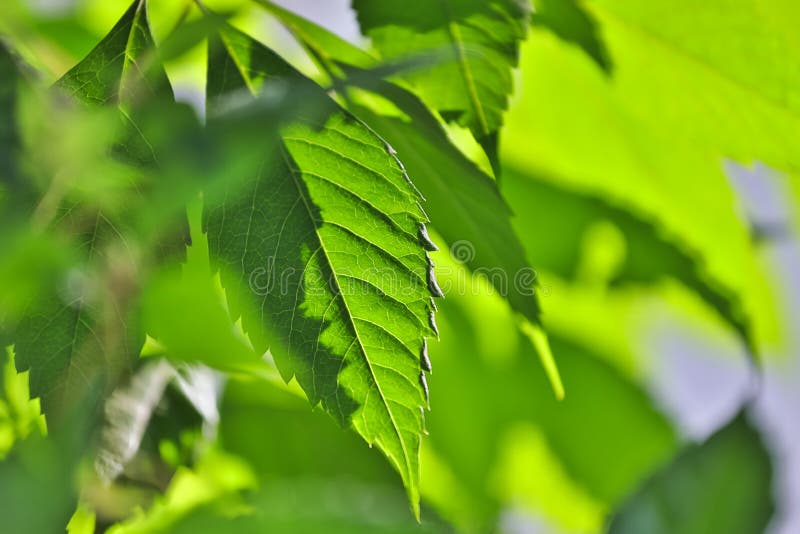 Green Sunny Tree Leaves Background Stock Image - Image of biological ...