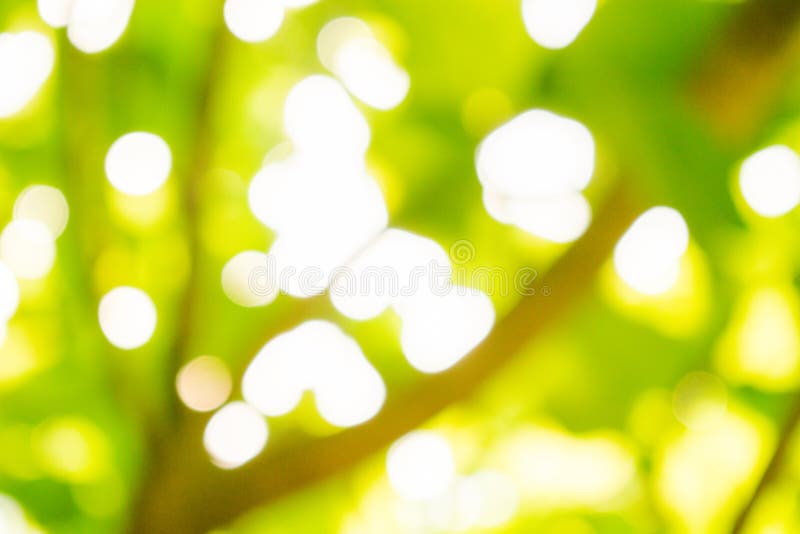Green Sunshine stock image. Image of botany, sunlight - 85981493