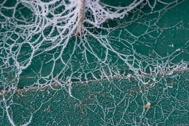 A Green Surface with a Lot of White Spider Webbing Stock Photo - Image ...