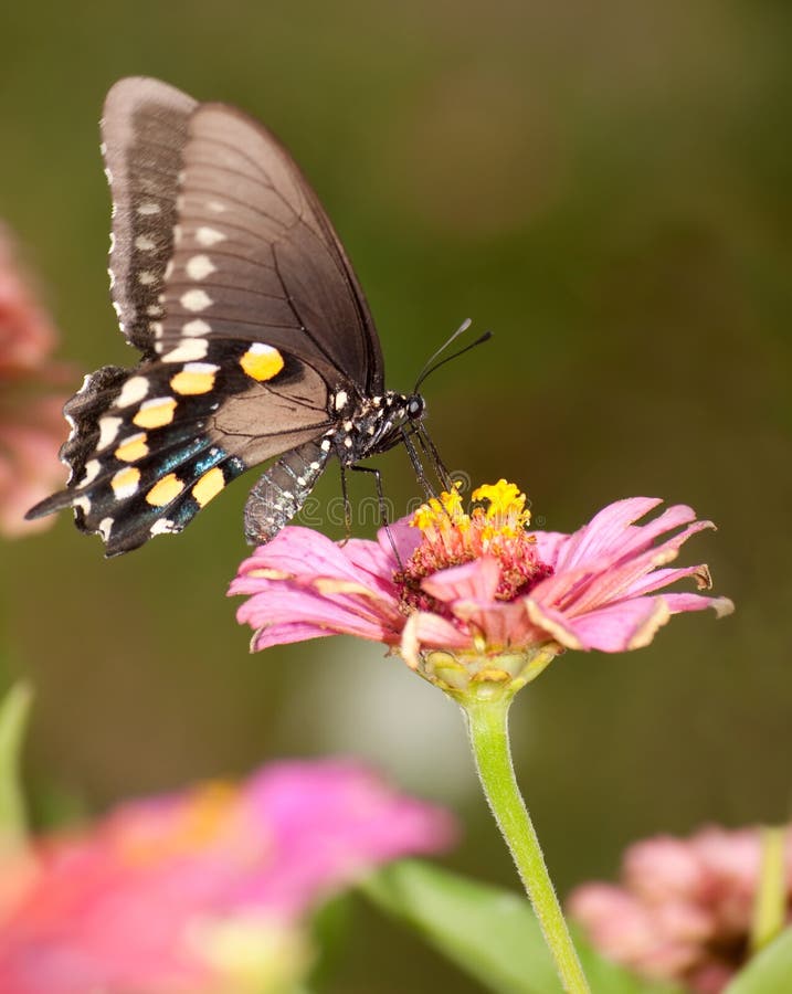 Green Swallowtail Butterfly Feeding on Pink Zinnia Stock Photo - Image ...