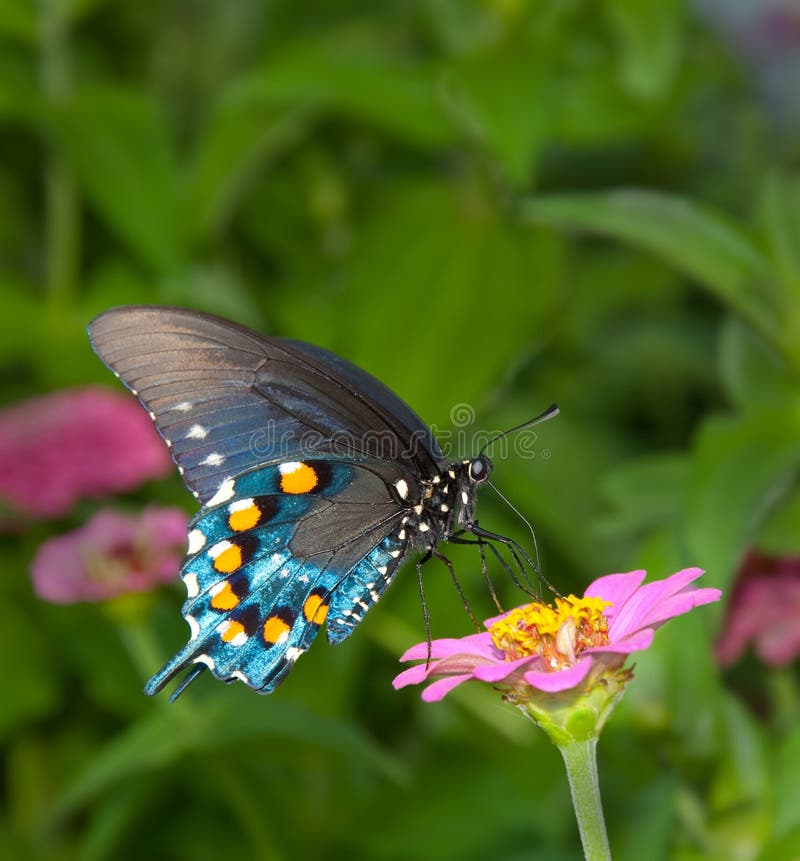 Green Swallowtail Butterfly on Pink Zinnia Stock Image - Image of ...