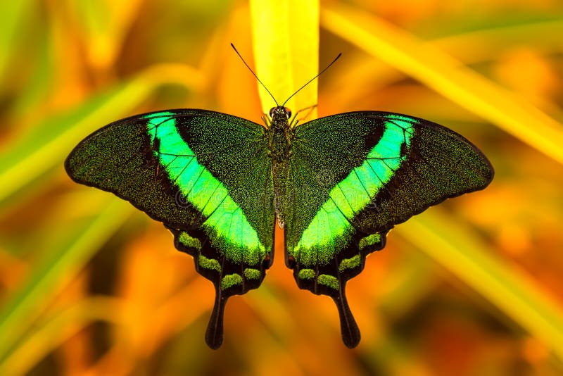 Green Swallowtail Butterfly