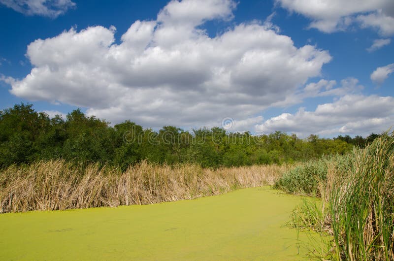 Water Swamp With Duckweed Under The Blue Sky Stock Image - Image of ...