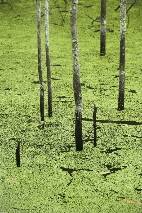Green swamp. stock image. Image of 070614s0081, marsh - 4486023