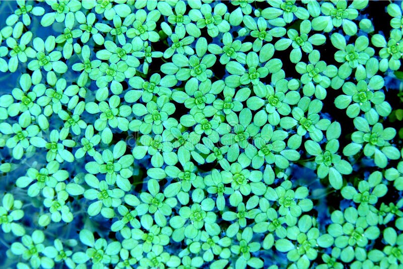 Green swamp stock image. Image of organic, environmental - 7135777