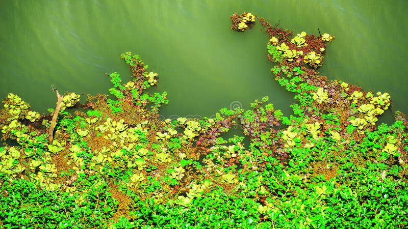 Green Swamp from Above in Rainforest Stock Photo - Image of pond ...