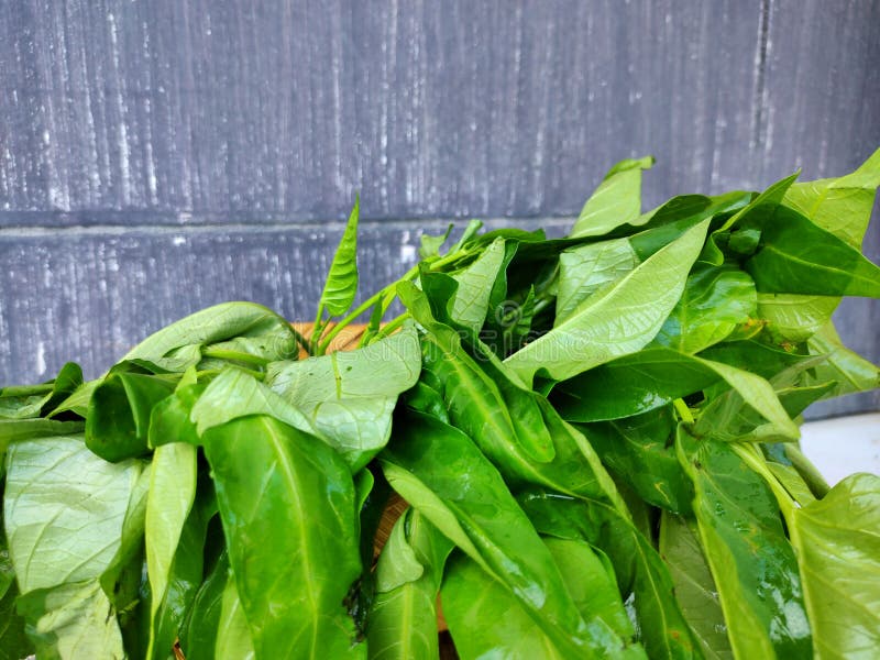 1,055 Green Swamp Cabbage Stock Photos - Free & Royalty-Free Stock ...