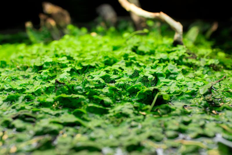 Green Swamp. Close-up stock image. Image of bush, grow - 83804873