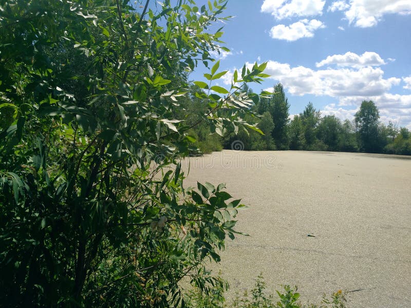 A Green Swamp Deep in the Forest Stock Image - Image of outdoors ...
