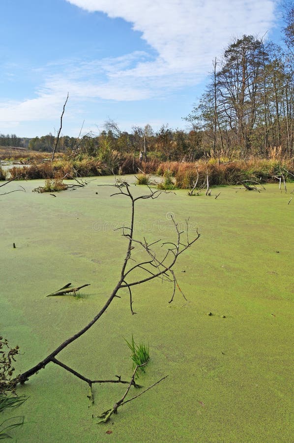 Green swamp in forest stock photo. Image of river, countryside - 18462366