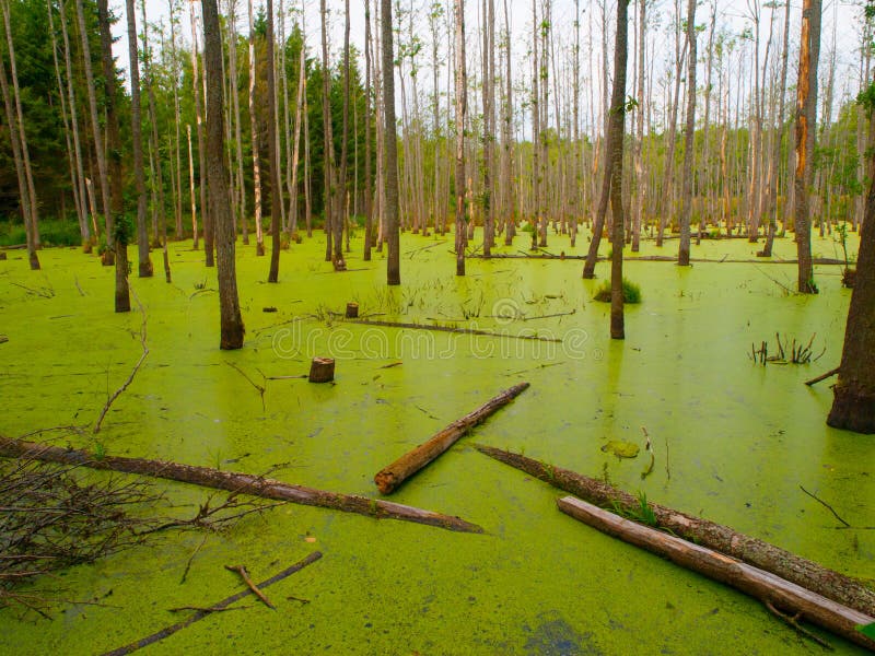 Green swamp in the forest stock image. Image of park - 47044931