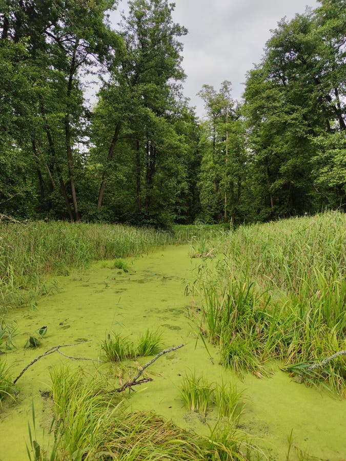 Green swamp in the forest stock photo. Image of branch - 198051754