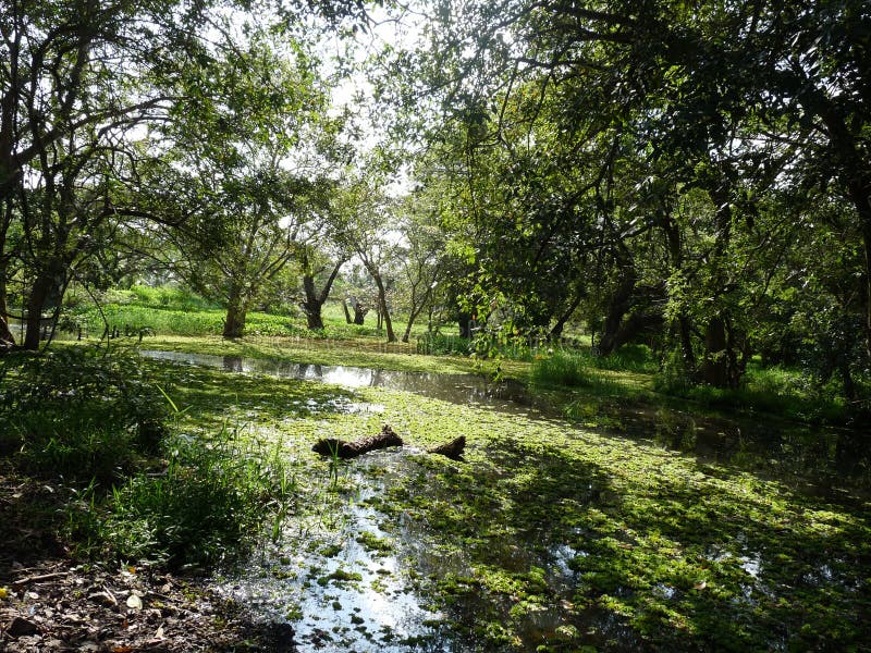 Swamp stock image. Image of swamp, rays, greenery, green - 136518081