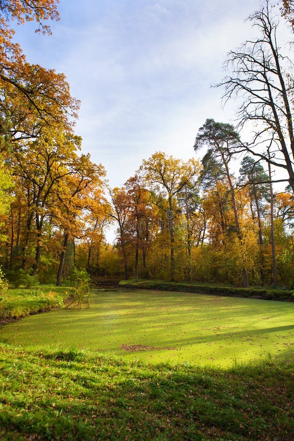 Green Swamp Inside the Forest. Beautiful and Warm Autumn Stock Image ...