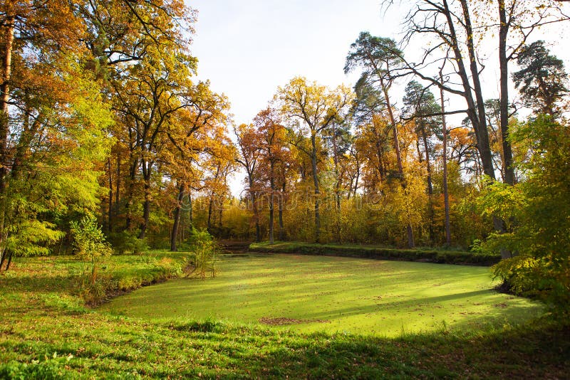 Green Swamp Inside the Forest. Beautiful and Warm Autumn Stock Photo ...