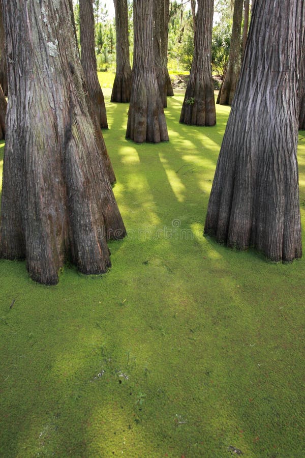Green Swamp stock photo. Image of water, cypress, trees - 59843904