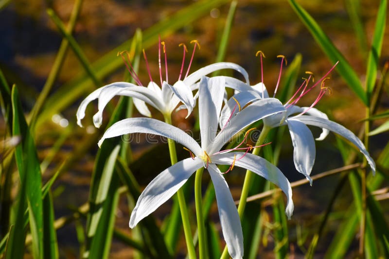 Green Swamp Plants and the River Stock Image - Image of green, land ...
