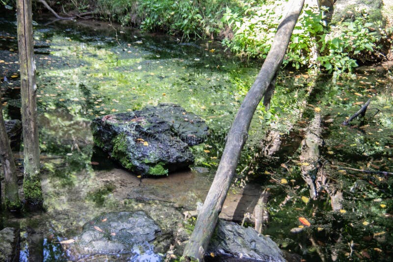 Green swamp with trees stock photo. Image of edge, pasture - 229009152