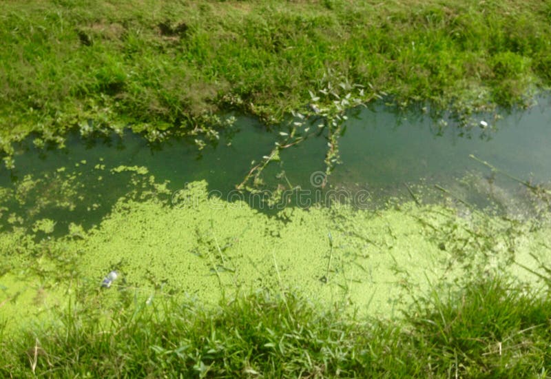 Green swamp stock photo. Image of swamp, marsh, nature - 159591844