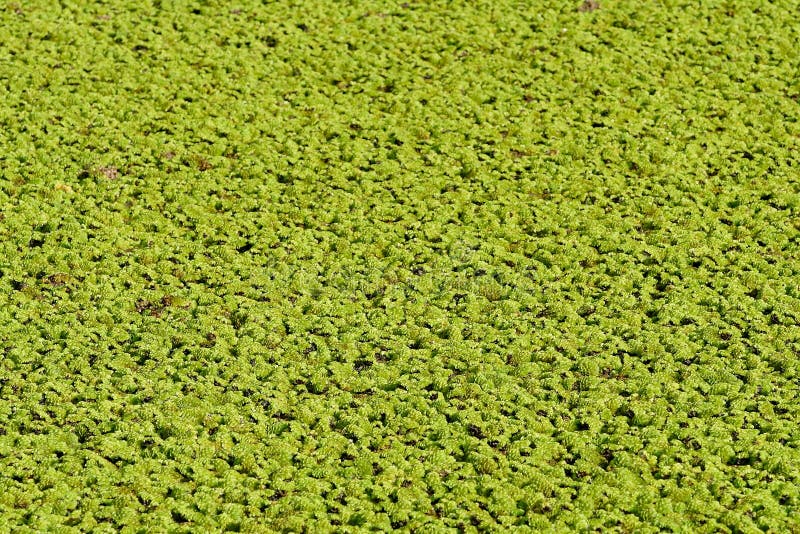 Green swamp water stock image. Image of lake, texture - 15247329