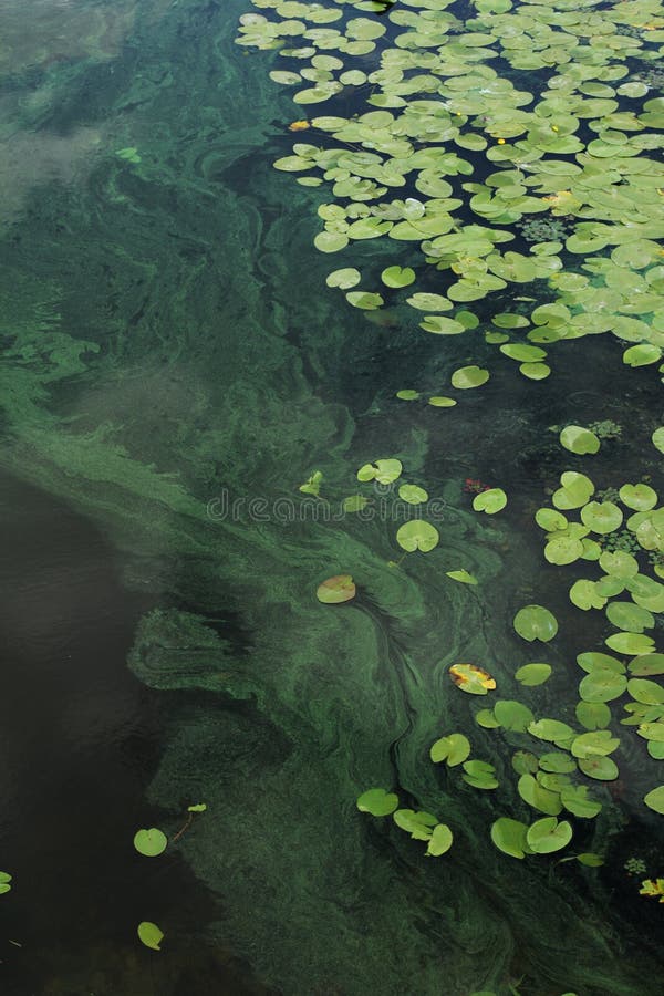 Green Swamp with Water Lilies Stock Image - Image of wallpapers, swamp ...