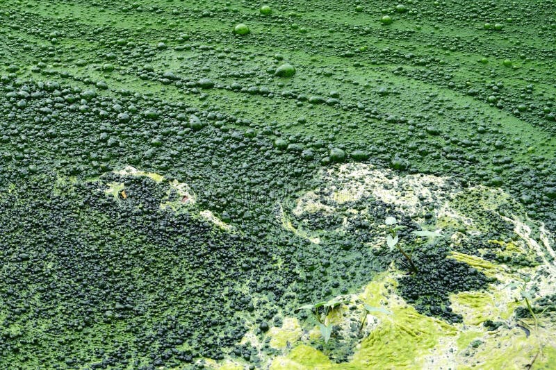 The Green Swampan Algae Water in the Swamp, Environment Concepts Stock ...