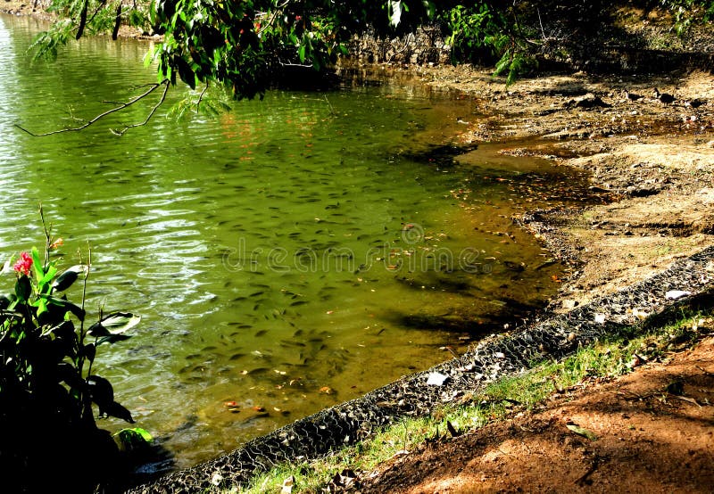 Green Swampy Water in a Forest Stock Image - Image of tails, angle ...