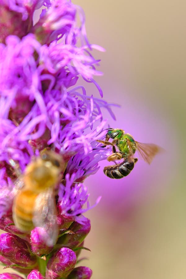 Green sweat bee stock photo. Image of blazing, closeup - 286873946
