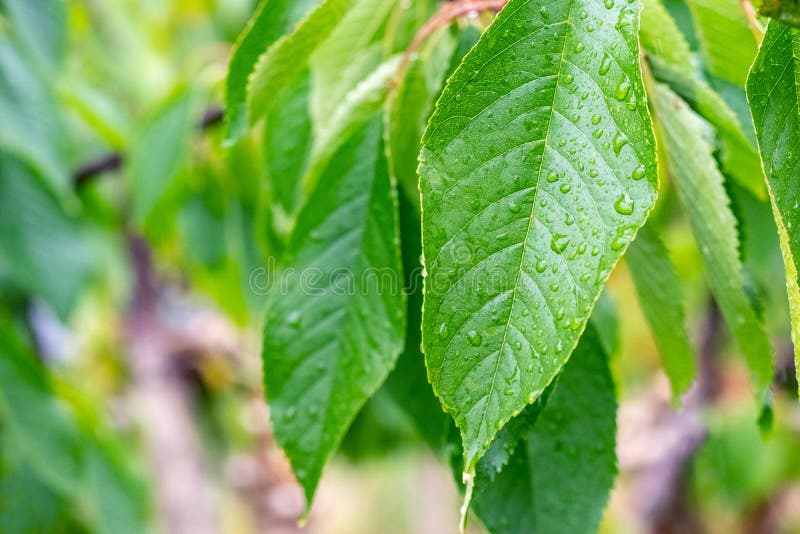 Green Sweet Cherry Leaves with Raindrops in the Garden on a Tree Stock ...