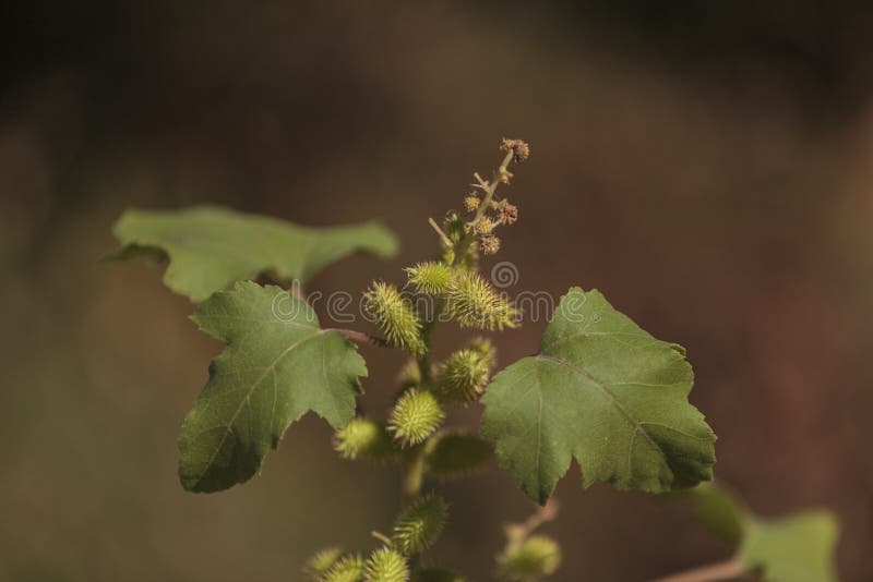Green Sweet Chestnut, Castanea Sativa Stock Photo - Image of background ...