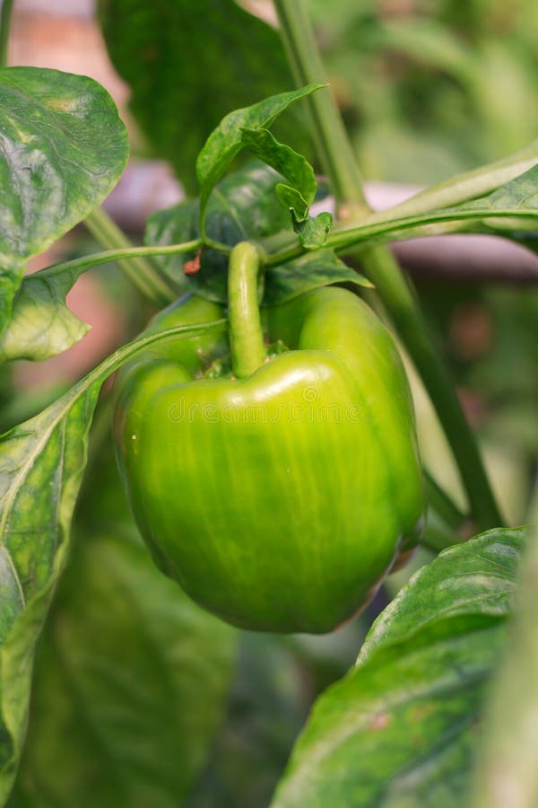 Green sweet pepper. stock photo. Image of material, composition - 56267952